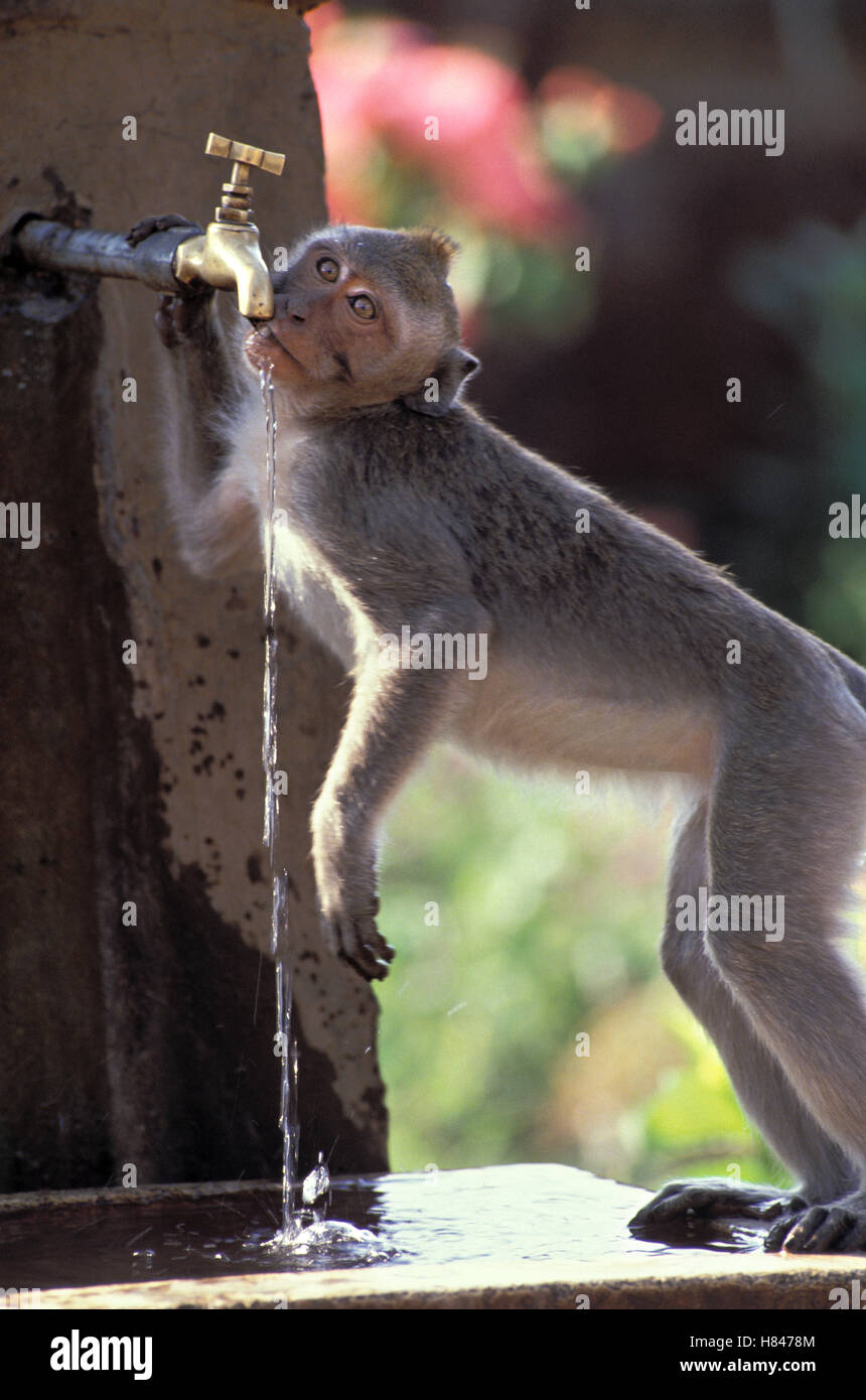 Long-tailed Macaque (Macaca fascicularis) drinking from spigot, Bali ...
