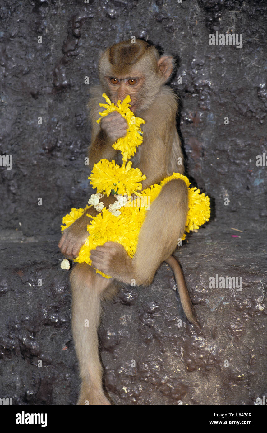 Long-tailed Macaque (Macaca fascicularis) juvenile feeding on flowers ...