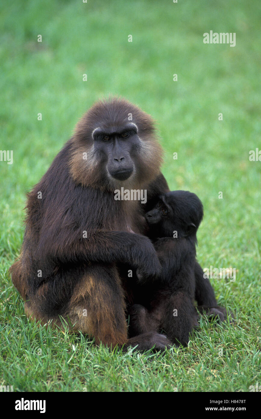 Macaca maura hi-res stock photography and images - Alamy