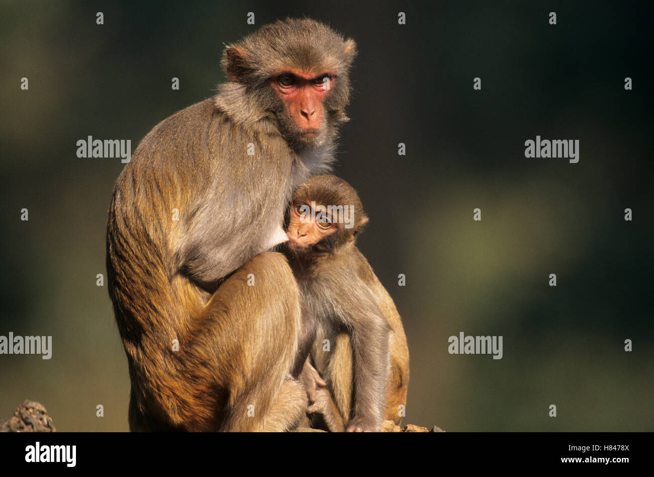 Rhesus Macaque (Macaca mulatta) mother nursing young, native to Asia Stock Photo - Alamy