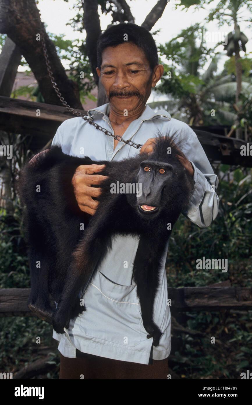 Celebes Black Macaque (Macaca nigra) chained up and held by owner ...
