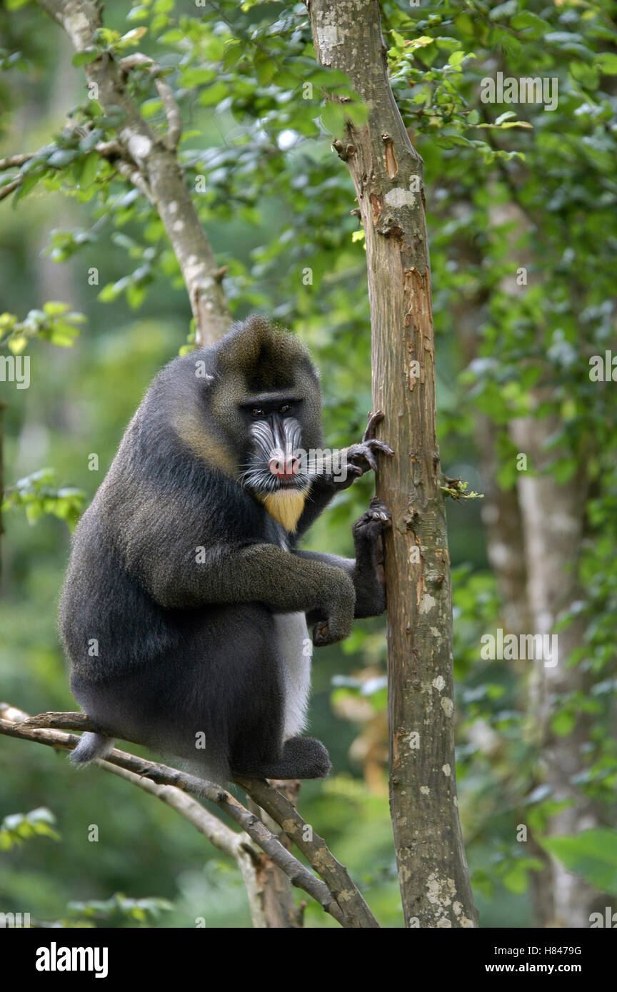 Mandrill (Mandrillus sphinx) male in tree, native to central Africa ...