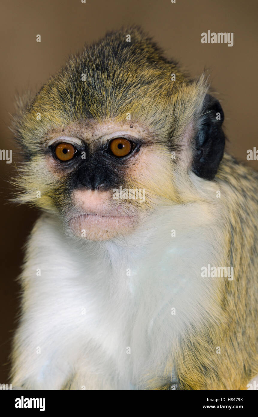 Talapoin (Miopithecus talapoin), native to central Africa Stock Photo ...