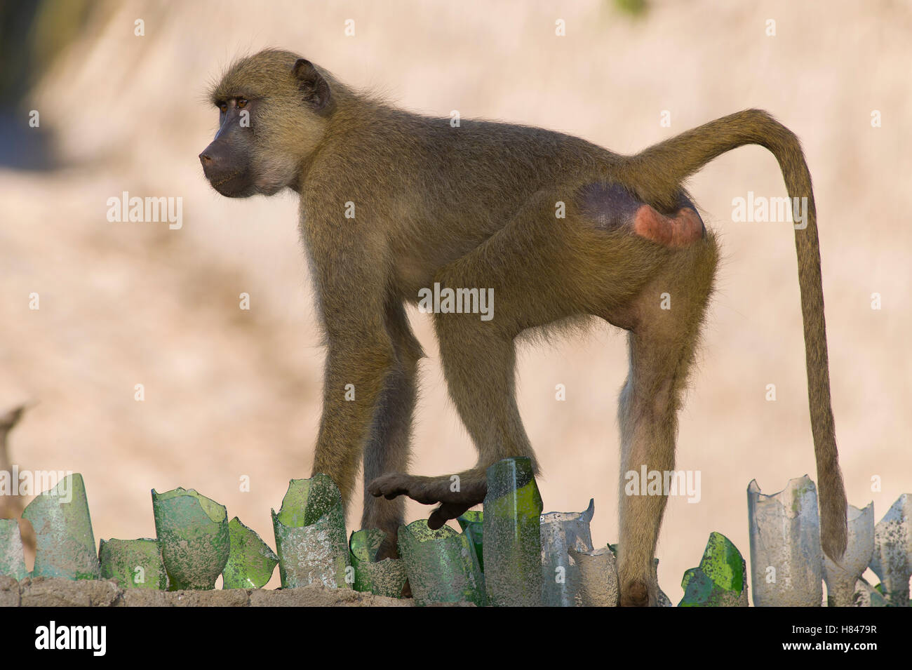 Yellow Baboon (Papio cynocephalus) walking on roof with broken glass ...