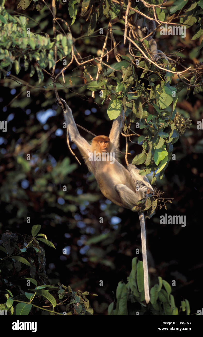 Proboscis Monkey (Nasalis larvatus) female hanging in tree, Borneo ...