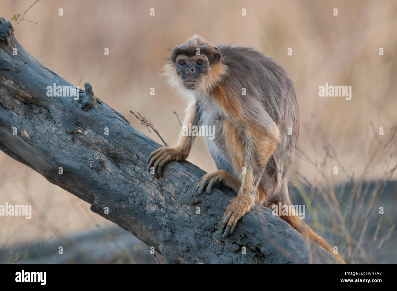 Western Red Colobus (Procolobus badius), Fathala Wildlife Reserve ...