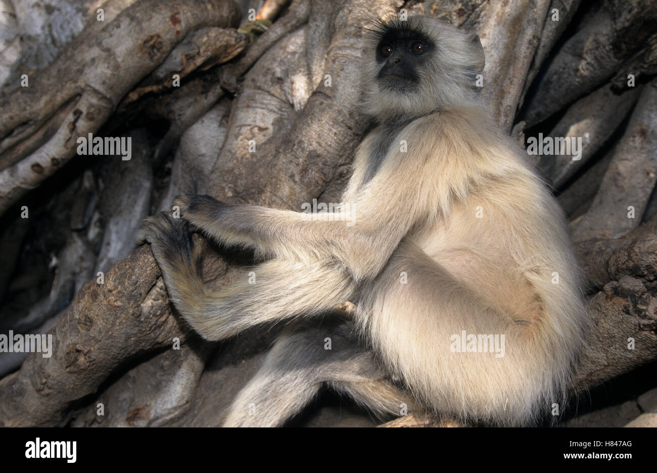 Hanuman Langur (Semnopithecus entellus) in tree, native to Asia Stock ...