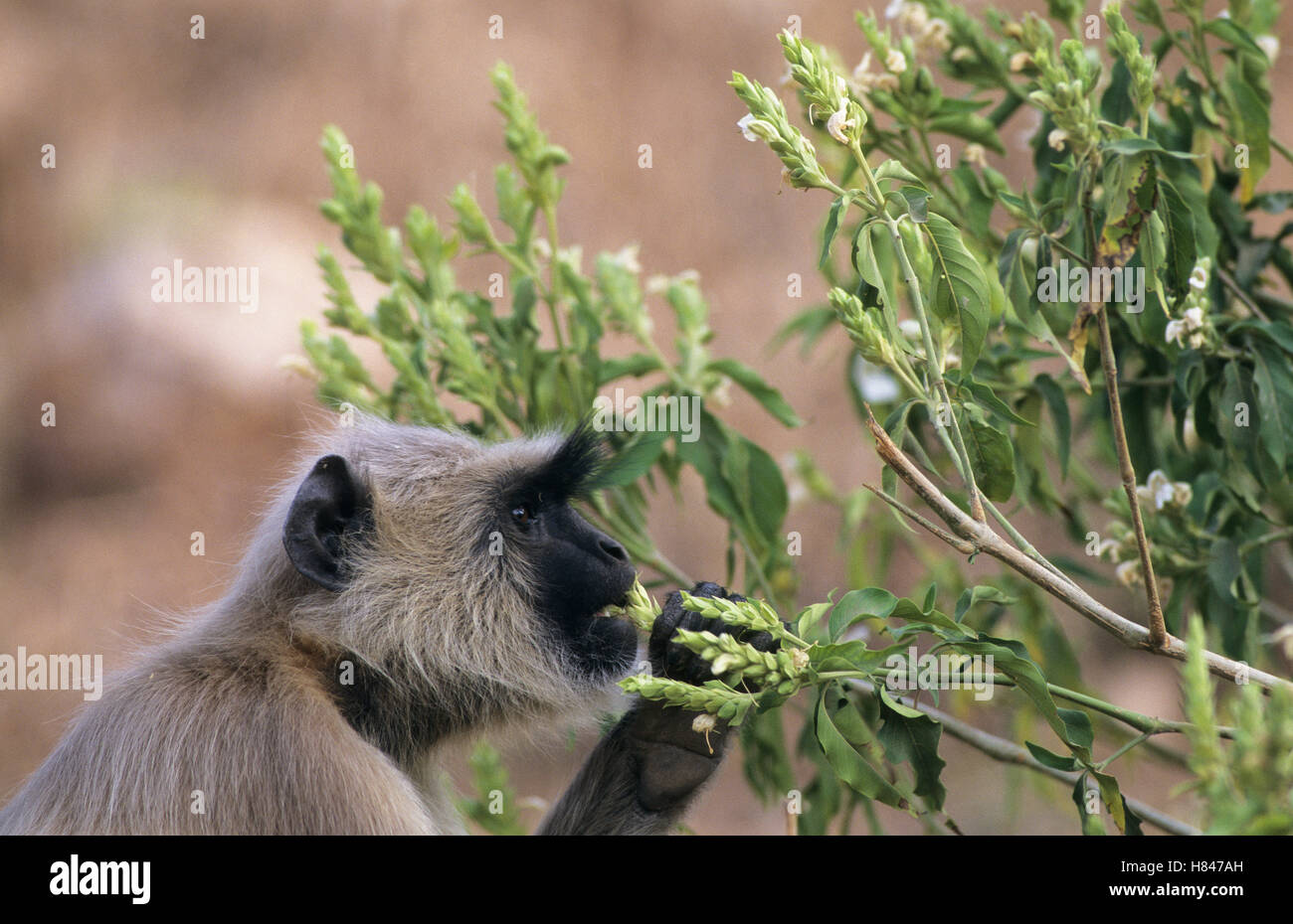 Hanuman Langur (Semnopithecus entellus) feeding, native to Asia Stock ...