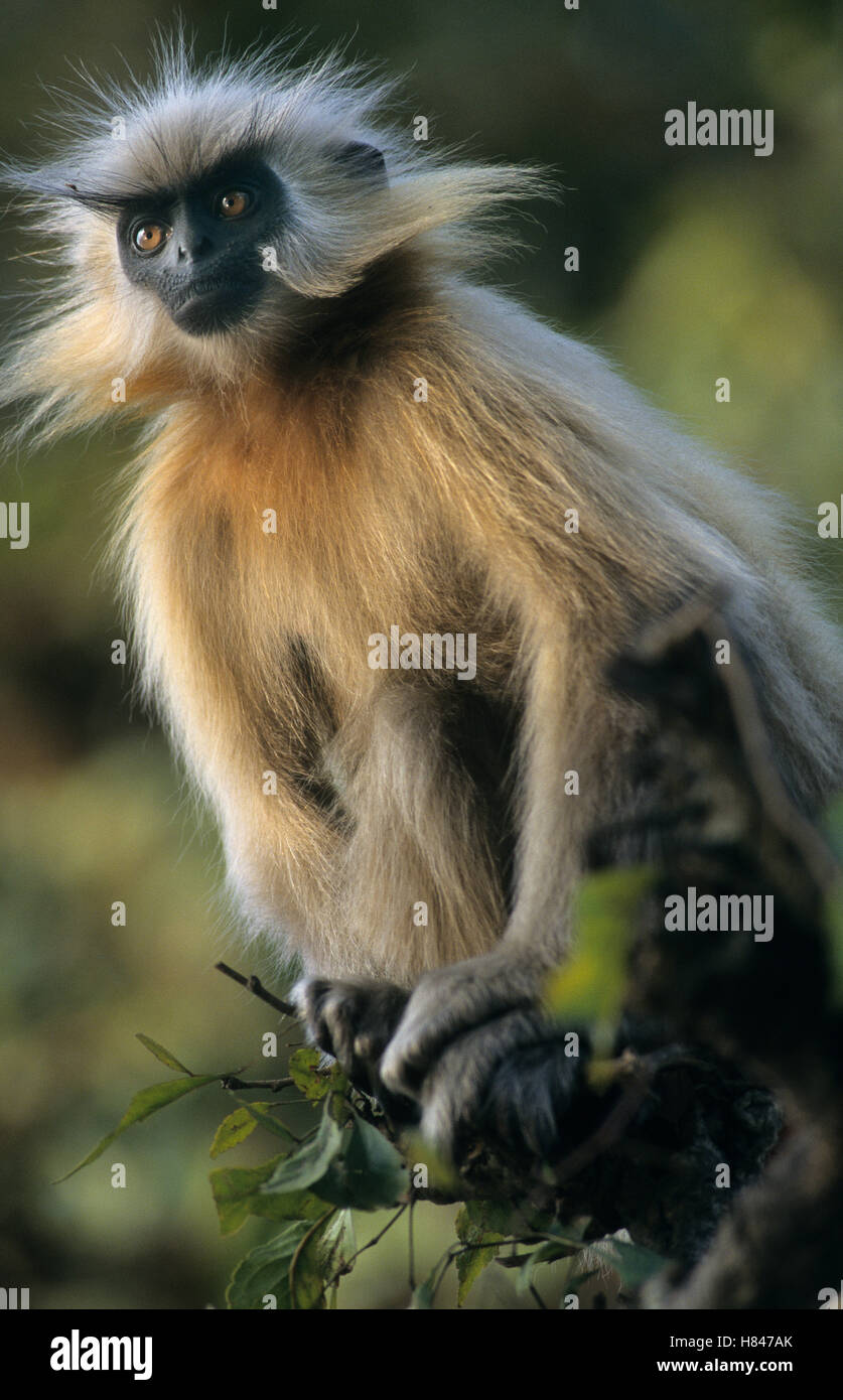 Golden Langur (Trachypithecus geei), native to Asia Stock Photo - Alamy