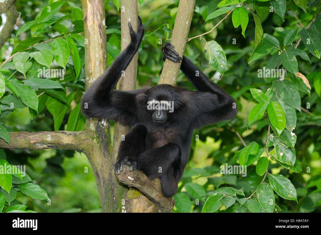 Muller's Bornean Gibbon (Hylobates muelleri) in tree, native to Borneo ...
