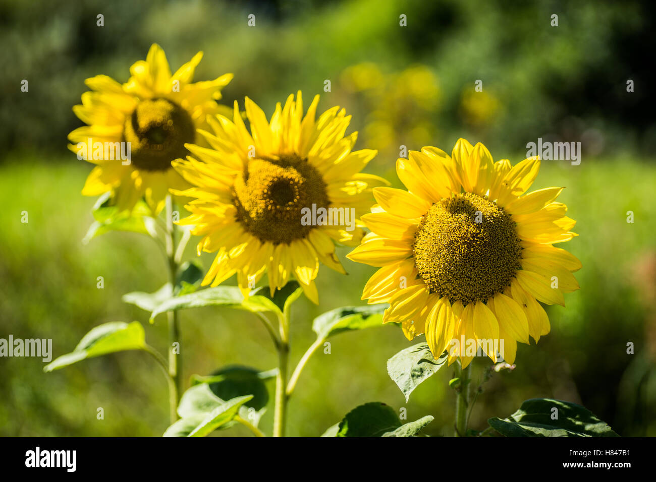 Sunflower garden full sunshine hi-res stock photography and images - Alamy