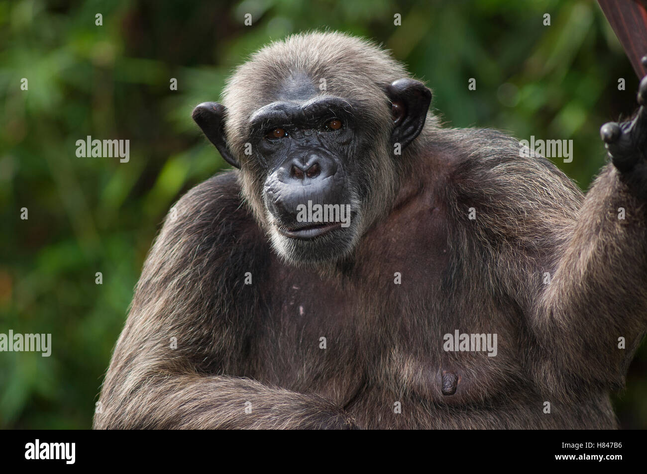 Chimpanzee (Pan troglodytes), native to Africa Stock Photo - Alamy
