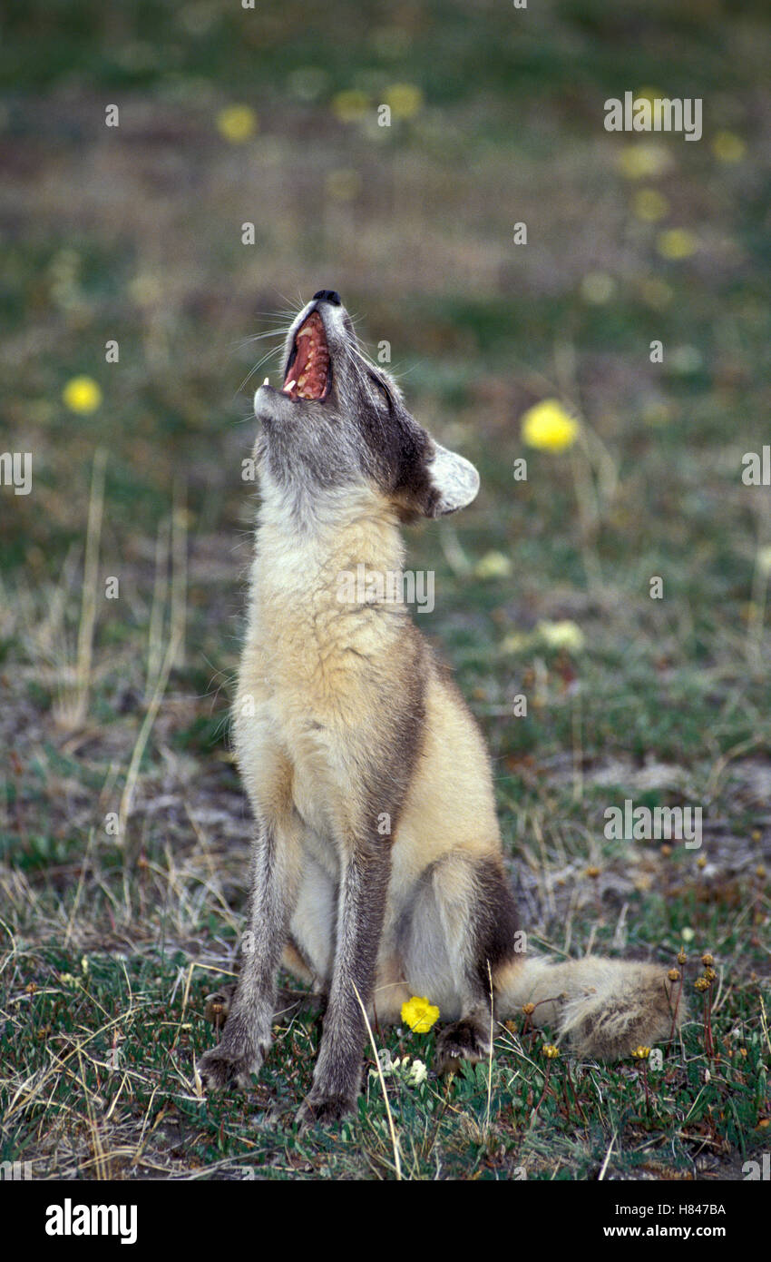 Arctic Fox (Alopex lagopus) calling, Russia Stock Photo - Alamy
