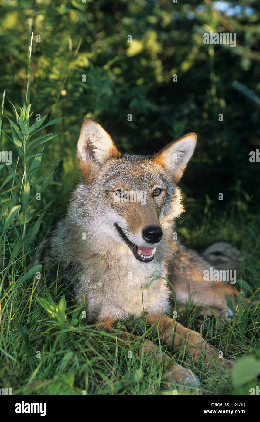 Coyote (Canis latrans) lying in grass, native to North America Stock ...