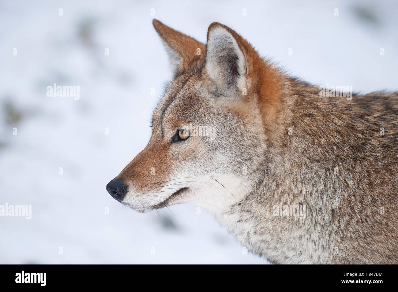 Coyote (Canis latrans), Omega Park, Montebello, Quebec, Canada Stock ...