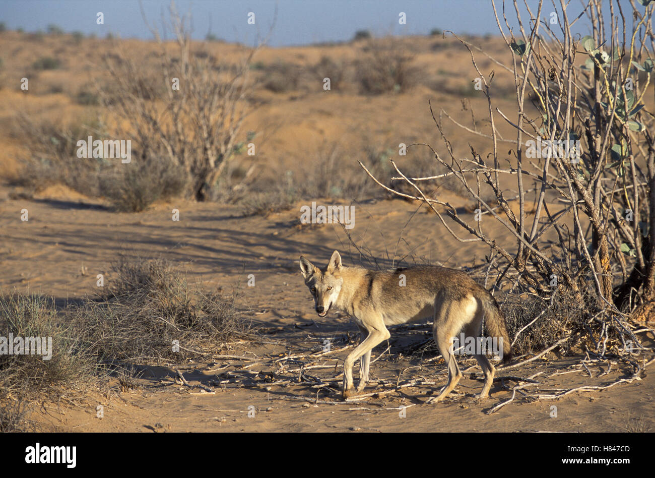 Arabian Wolf (Canis lupus arabs) in desert, native to Middle East Stock ...