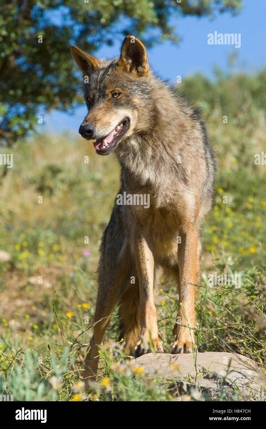 Iberian Wolf (Canis lupus signatus), native to Spain Stock Photo - Alamy