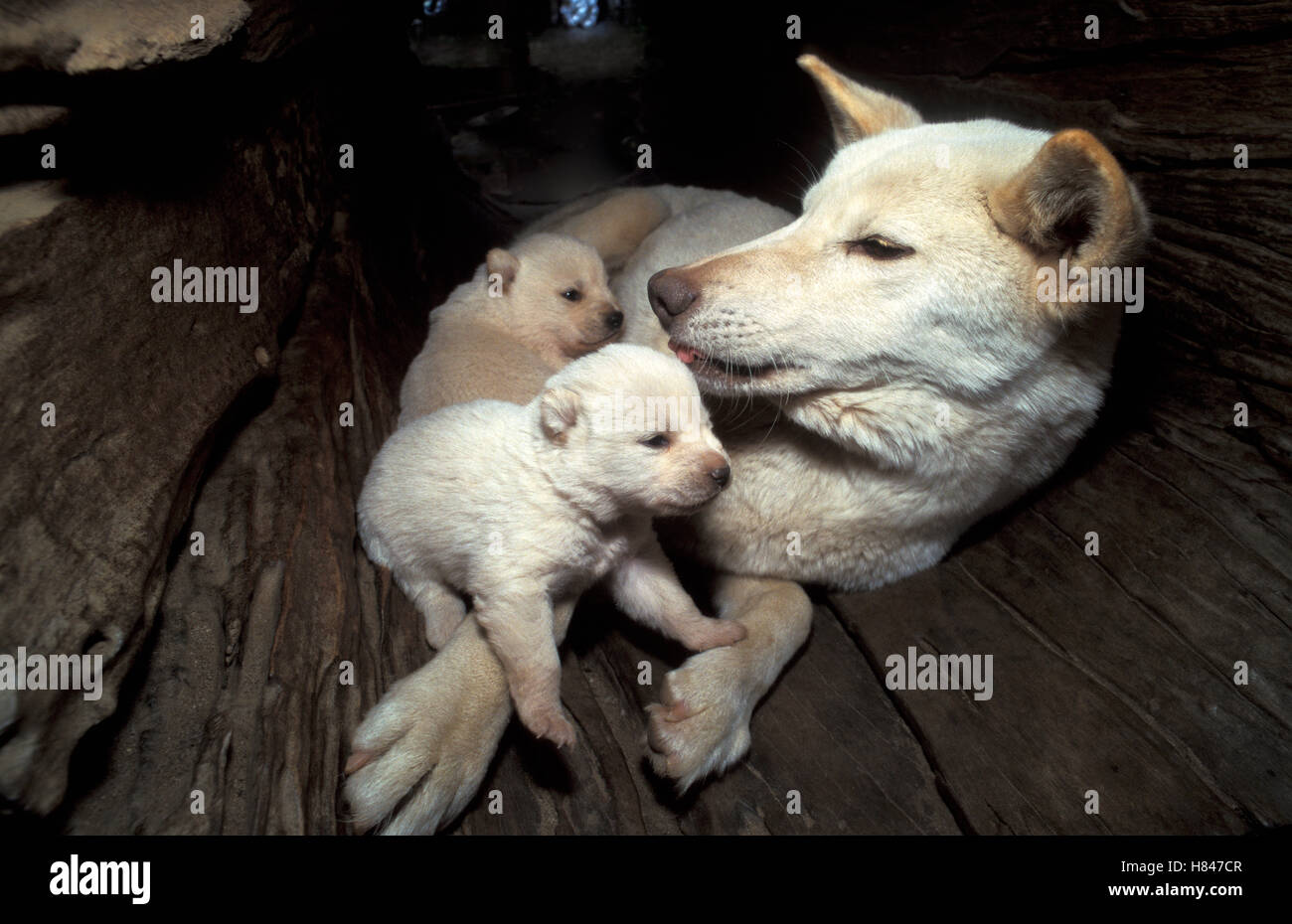 Dingo (Canis lupus dingo) mother with pups in hollow tree trunk, native ...