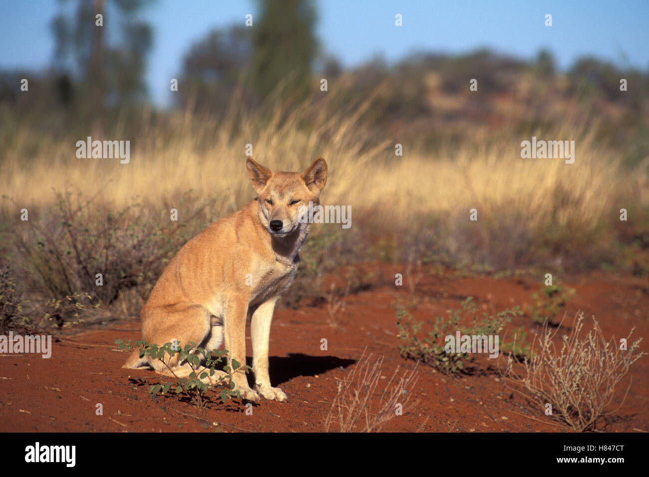 Dingo (Canis lupus dingo) in grassland, native to Australia Stock Photo ...