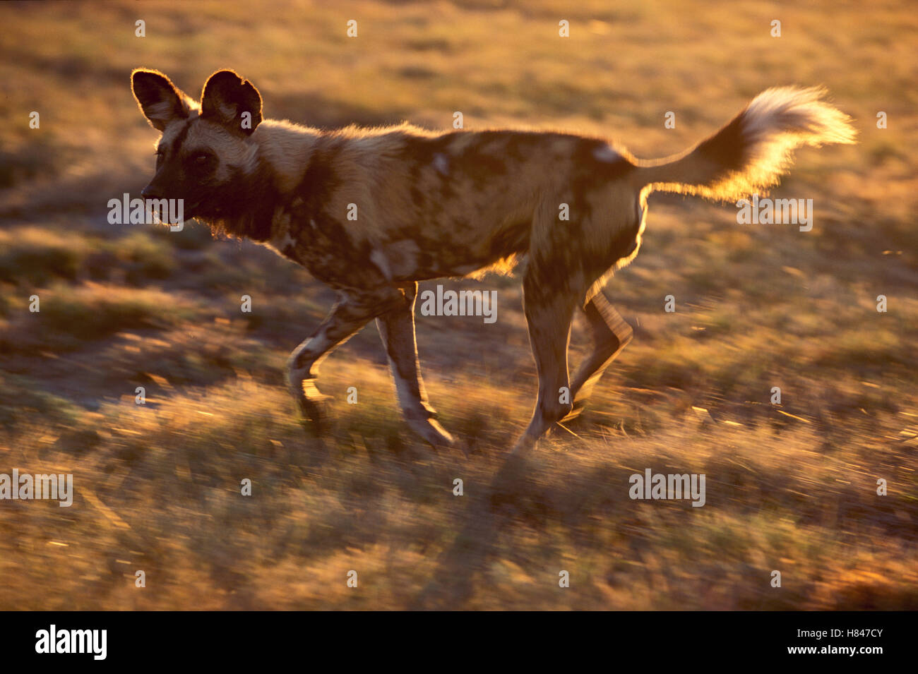 African Wild Dog (Lycaon pictus) running, native to Africa Stock Photo ...