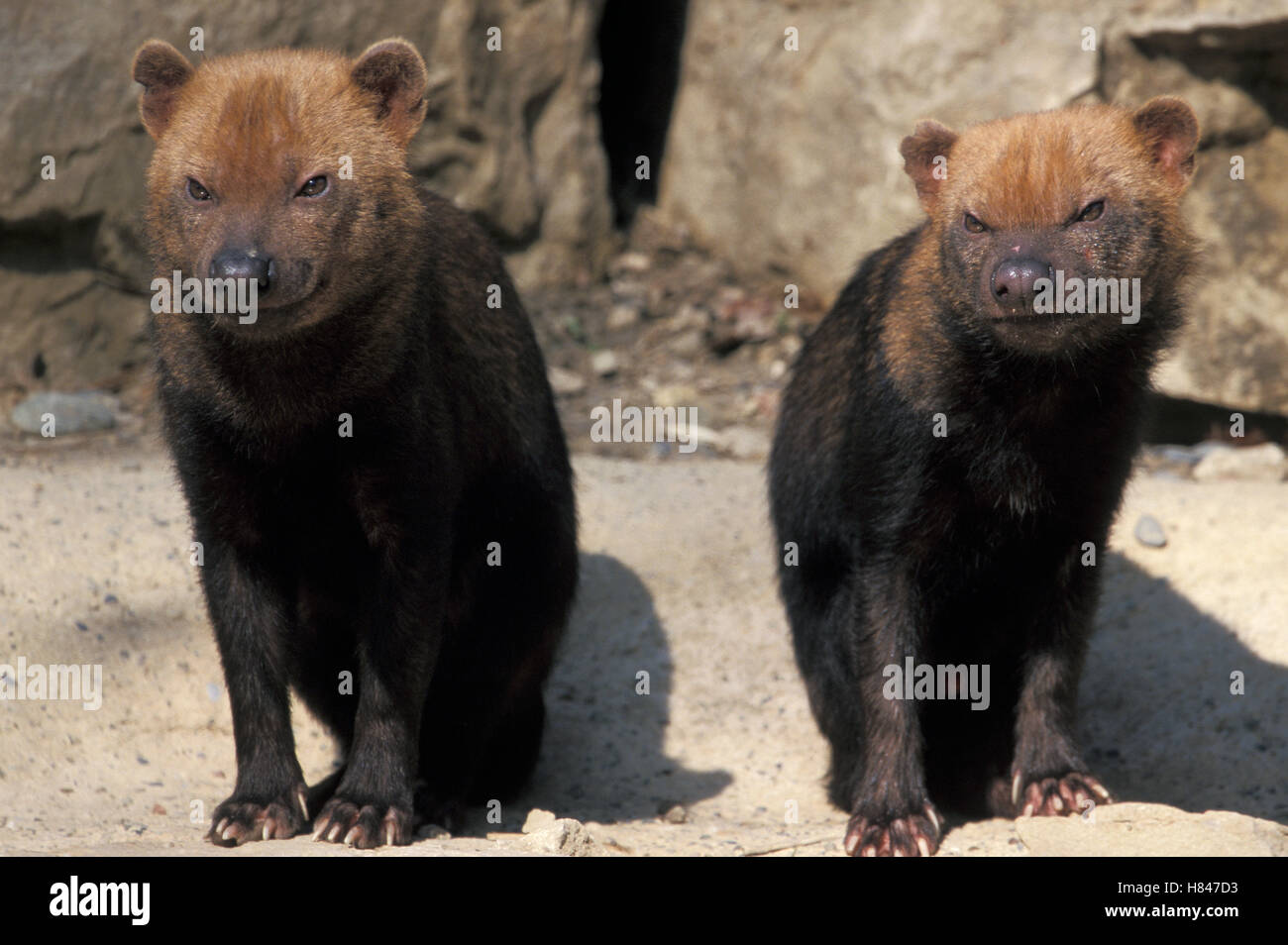 Bush Dog (Speothos venaticus) pair, native to South America Stock Photo ...