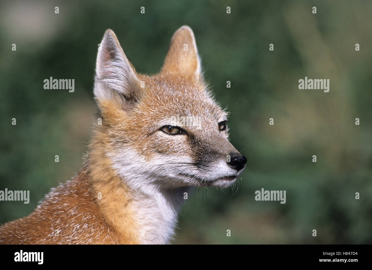 Swift Fox (Vulpes velox), native to North America Stock Photo - Alamy