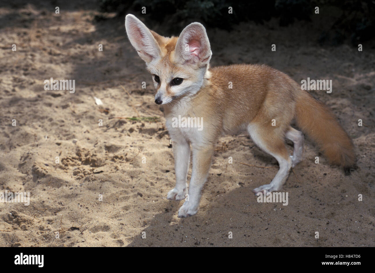 Fennec Fox (Vulpes zerda), native to northern Africa Stock Photo - Alamy