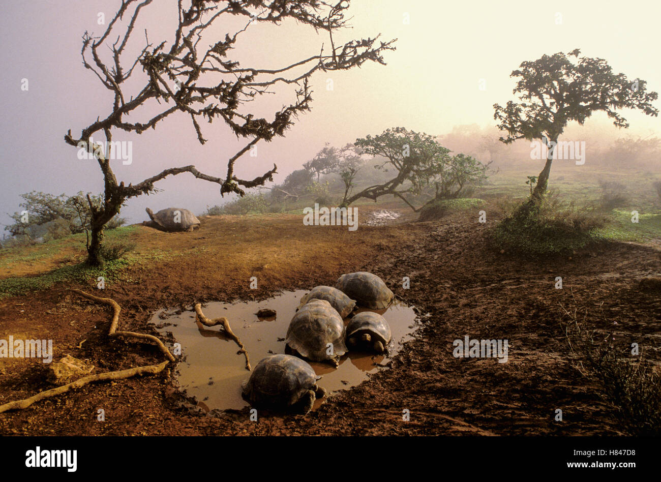 Volcan Alcedo Giant Tortoise (Chelonoidis nigra vandenburghi) group ...