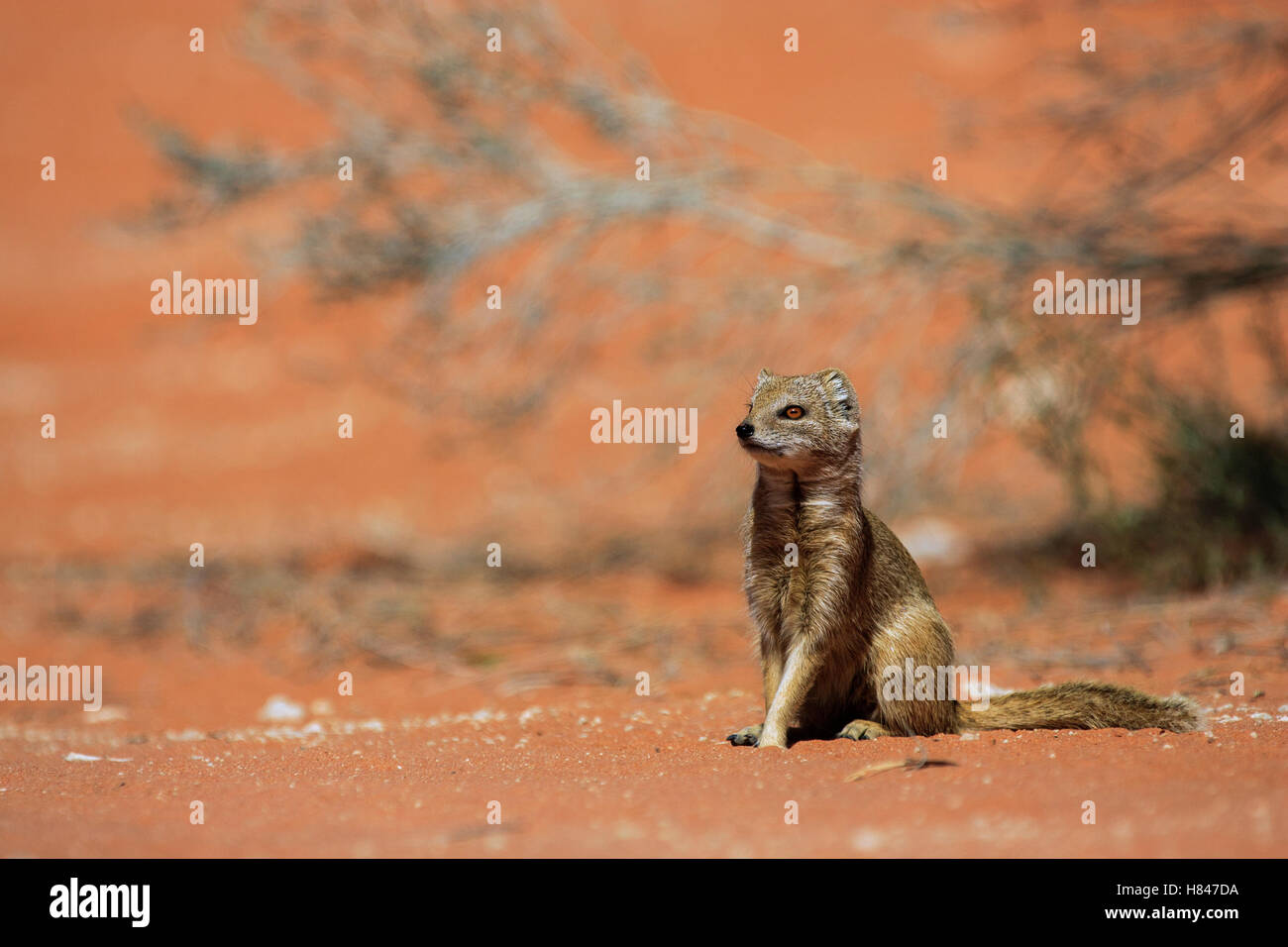 Yellow Mongoose (Cynictis penicillata), Kalahari Desert, Kgalagadi ...