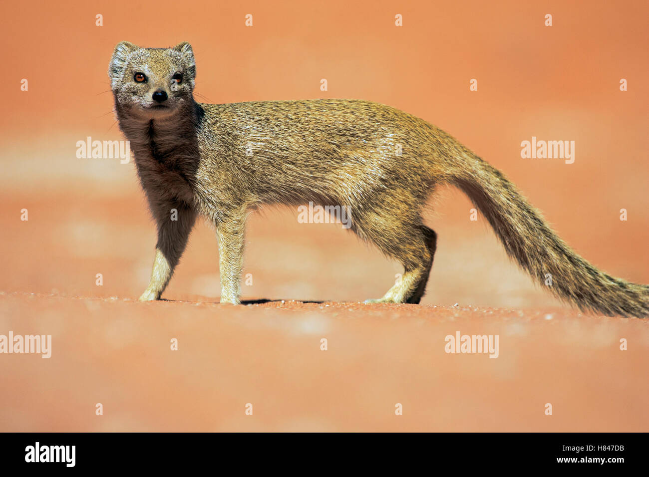 Yellow Mongoose (Cynictis penicillata), Kalahari Desert, Kgalagadi ...