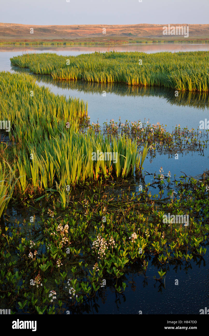 Bogbean (Menyanthes trifoliata) and Yellow Iris (Iris pseudacorus ...