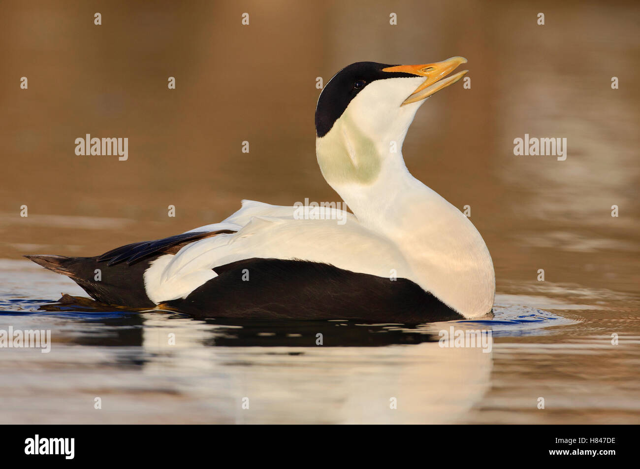 Common Eider (Somateria mollissima) drake calling, Svalbard, Norway ...