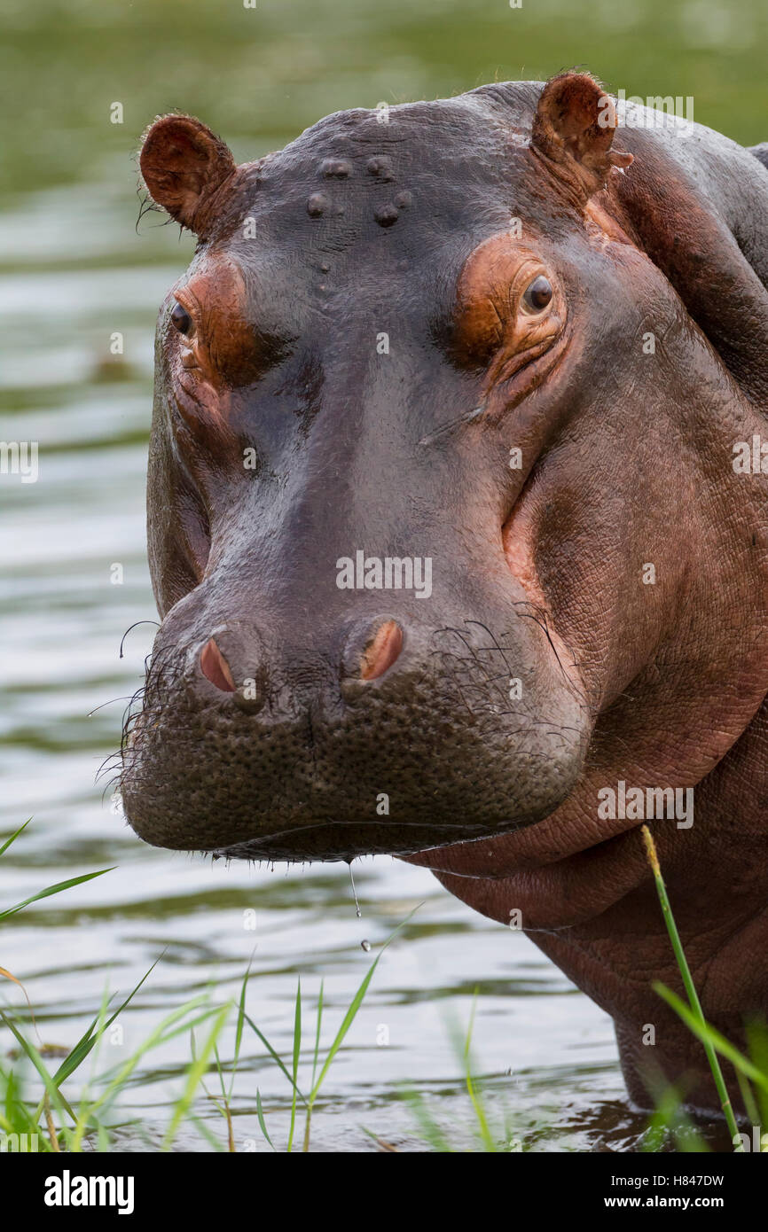 Hippopotamus (Hippopotamus amphibius) bull, Khwai River, Botswana Stock ...