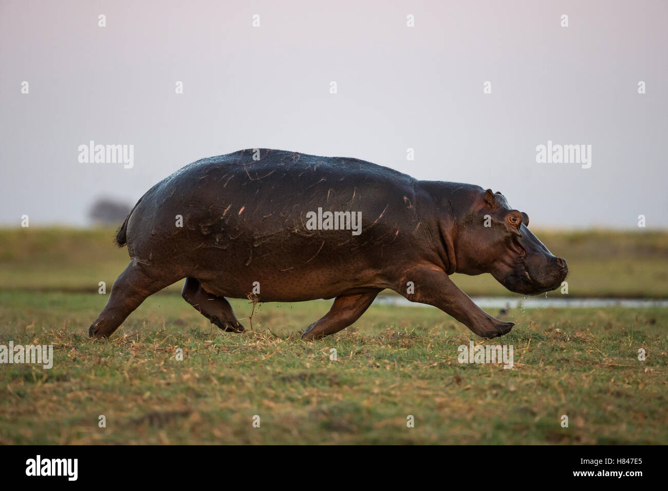 Hippopotamus (Hippopotamus amphibius) bull running, Chobe National Park ...