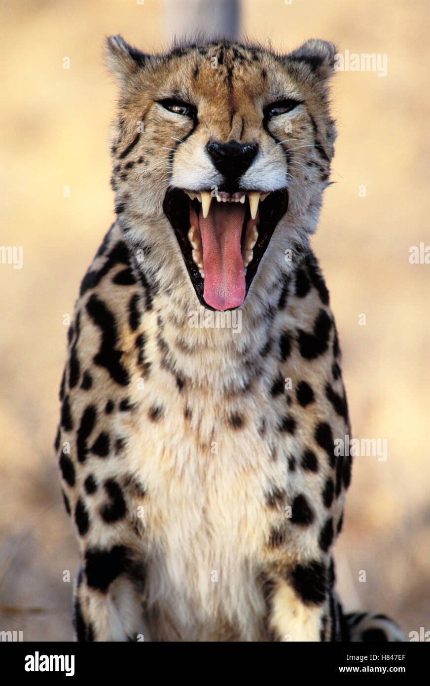 King Cheetah (Acinonyx jubatus) morph pattern differs from regular ...