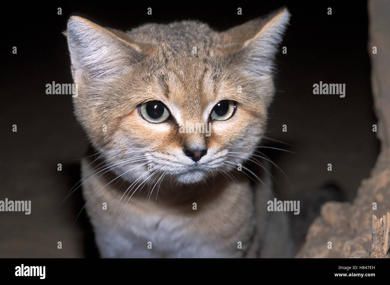 Sand Cat (Felis margarita), native to Africa and Asia Stock Photo - Alamy