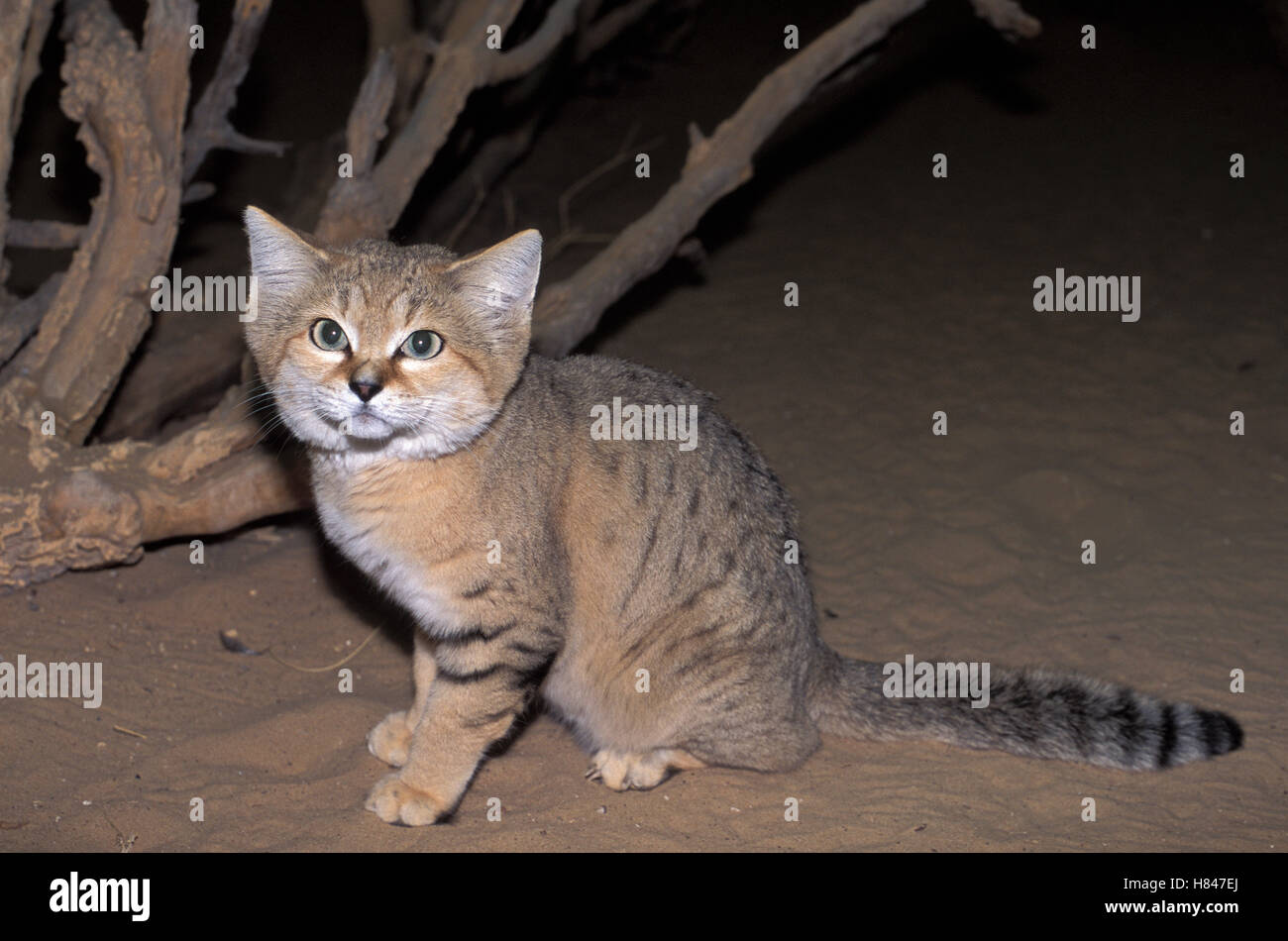 Sand Cat (Felis margarita), native to Africa and Asia Stock Photo - Alamy
