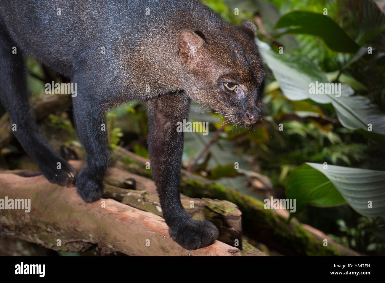 Jaguarundi (Puma yagouaroundi), native to Central and South America ...