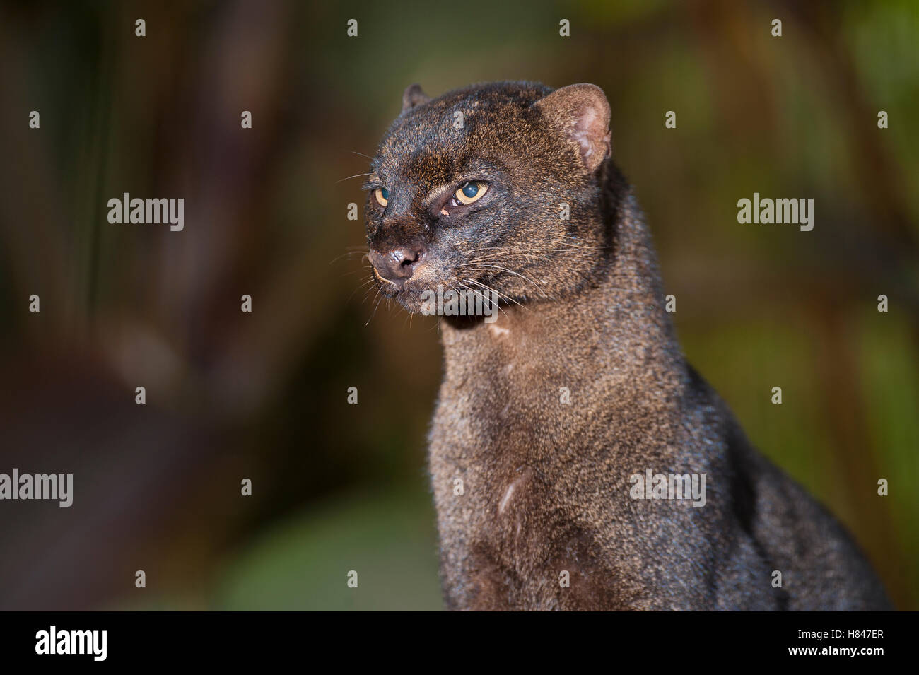 Jaguarundi (Puma yagouaroundi), native to Central and South America ...