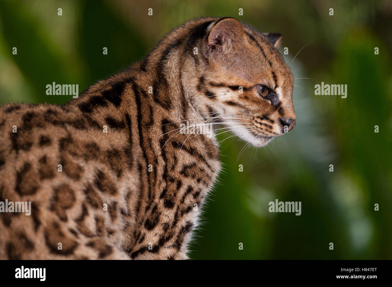 Oncilla (Leopardus tigrinus), native to Central and South America Stock ...