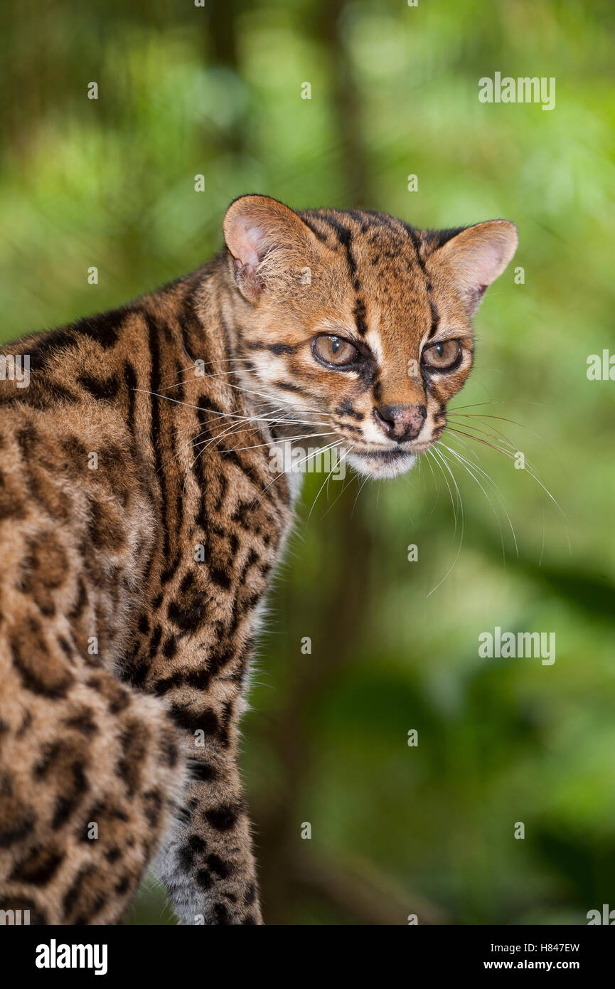Oncilla (Leopardus tigrinus), native to Central and South America Stock ...