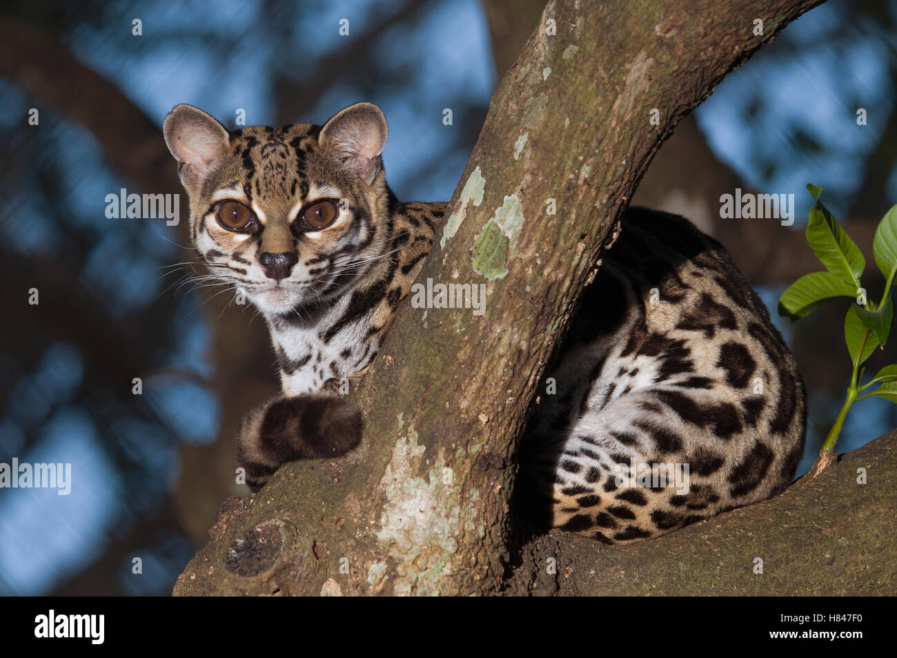 Margay (Leopardus wiedii) in tree, native to Central and South America ...