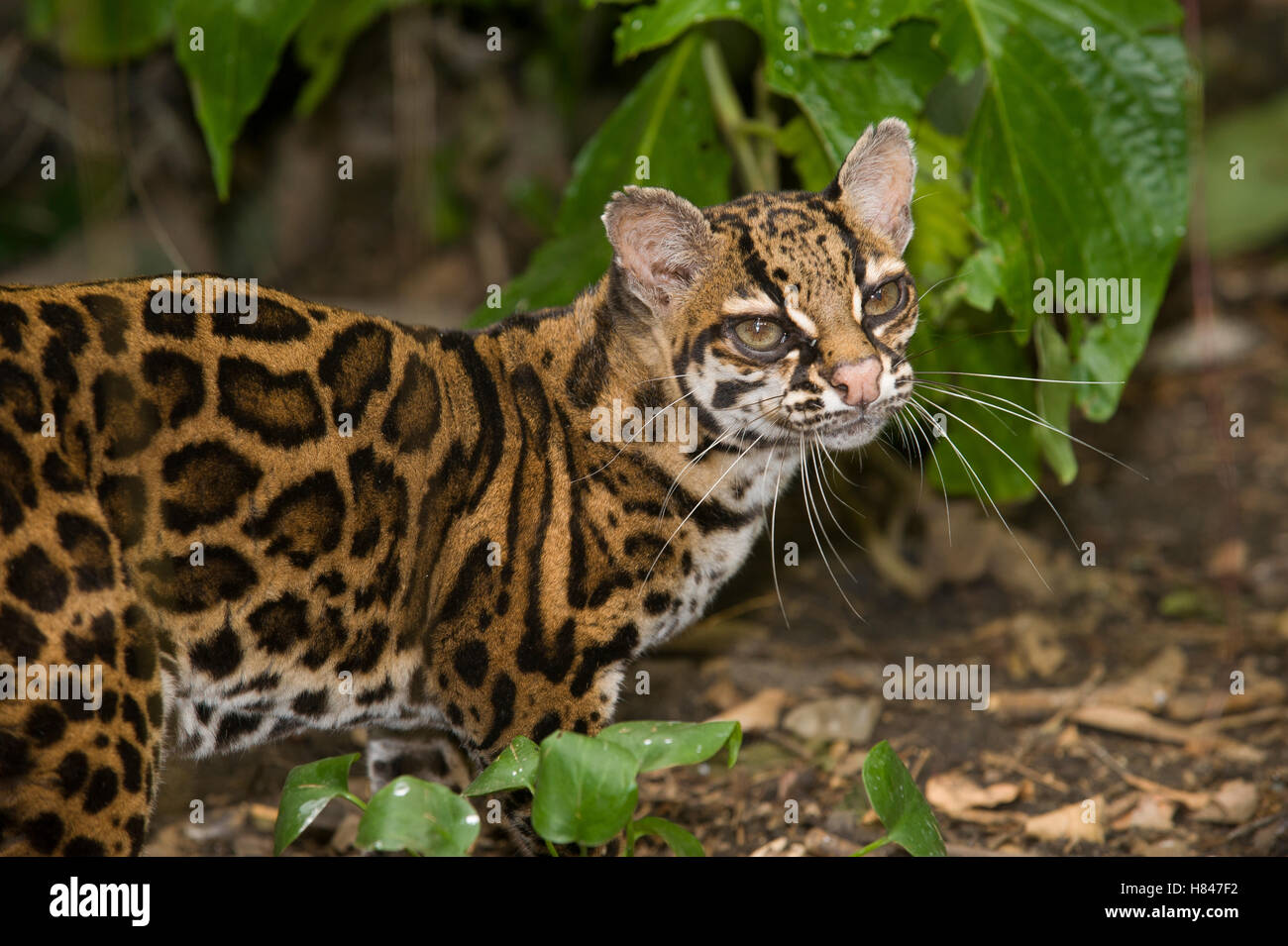 Margay (Leopardus wiedii), native to Central and South America Stock ...