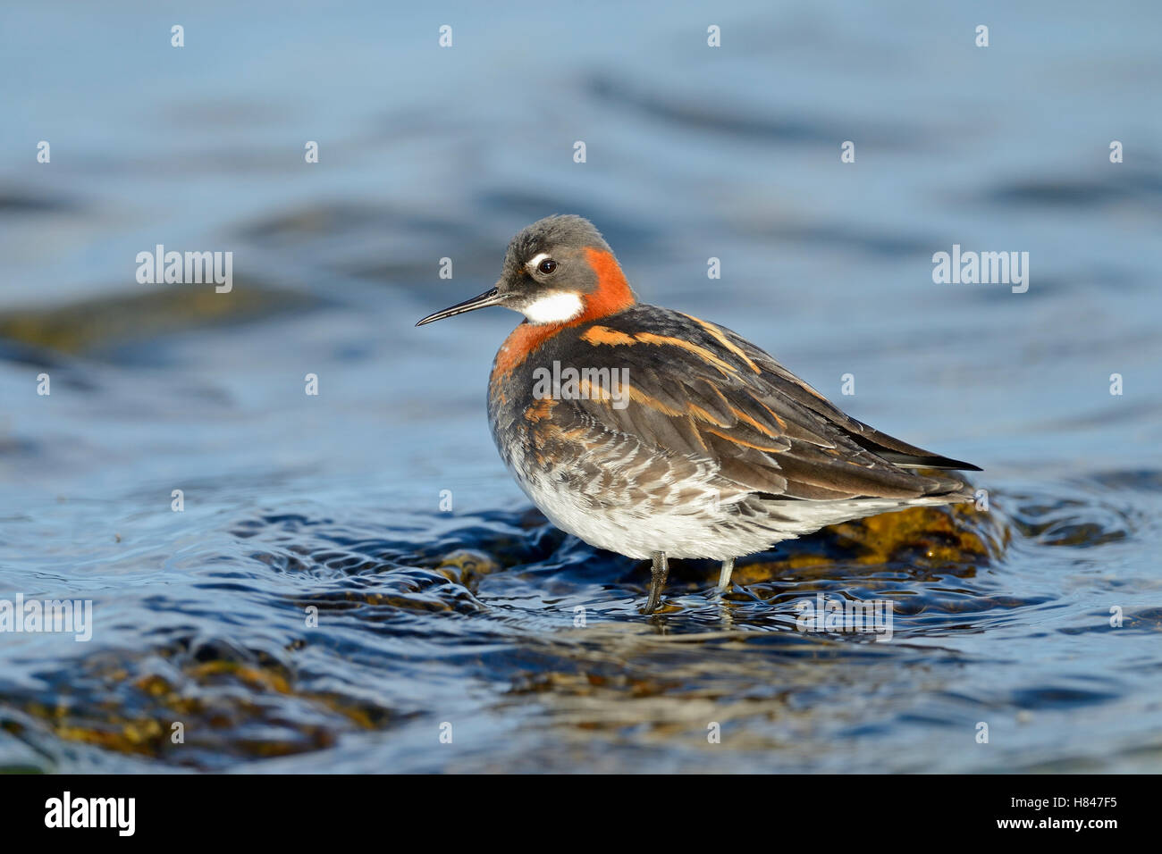 Red-necked Phalarope (Phalaropus lobatus) female, Lake Myvatn, Iceland ...