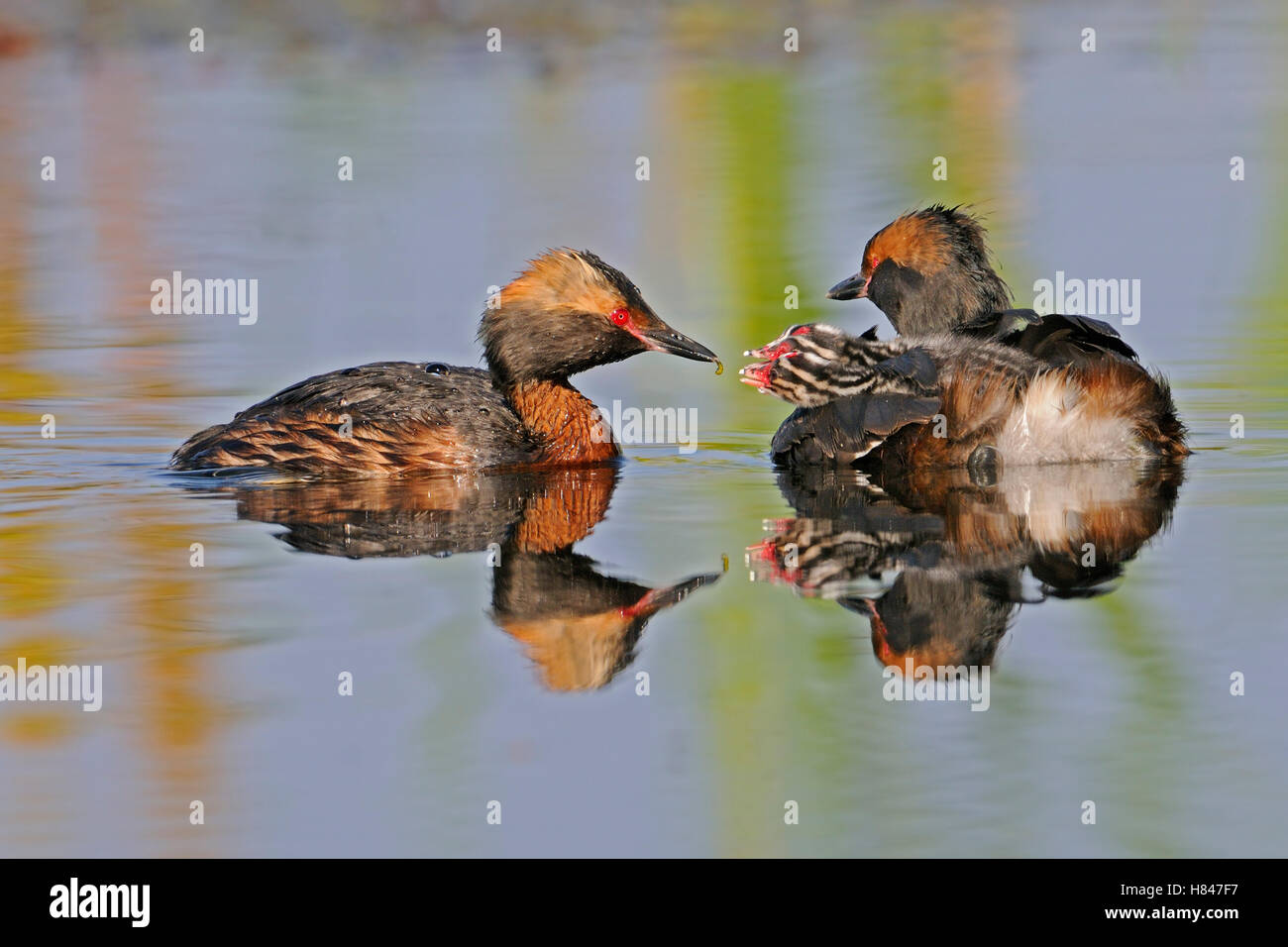 Horned Grebe (Podiceps auritus) parents feeding chicks, Sweden Stock ...