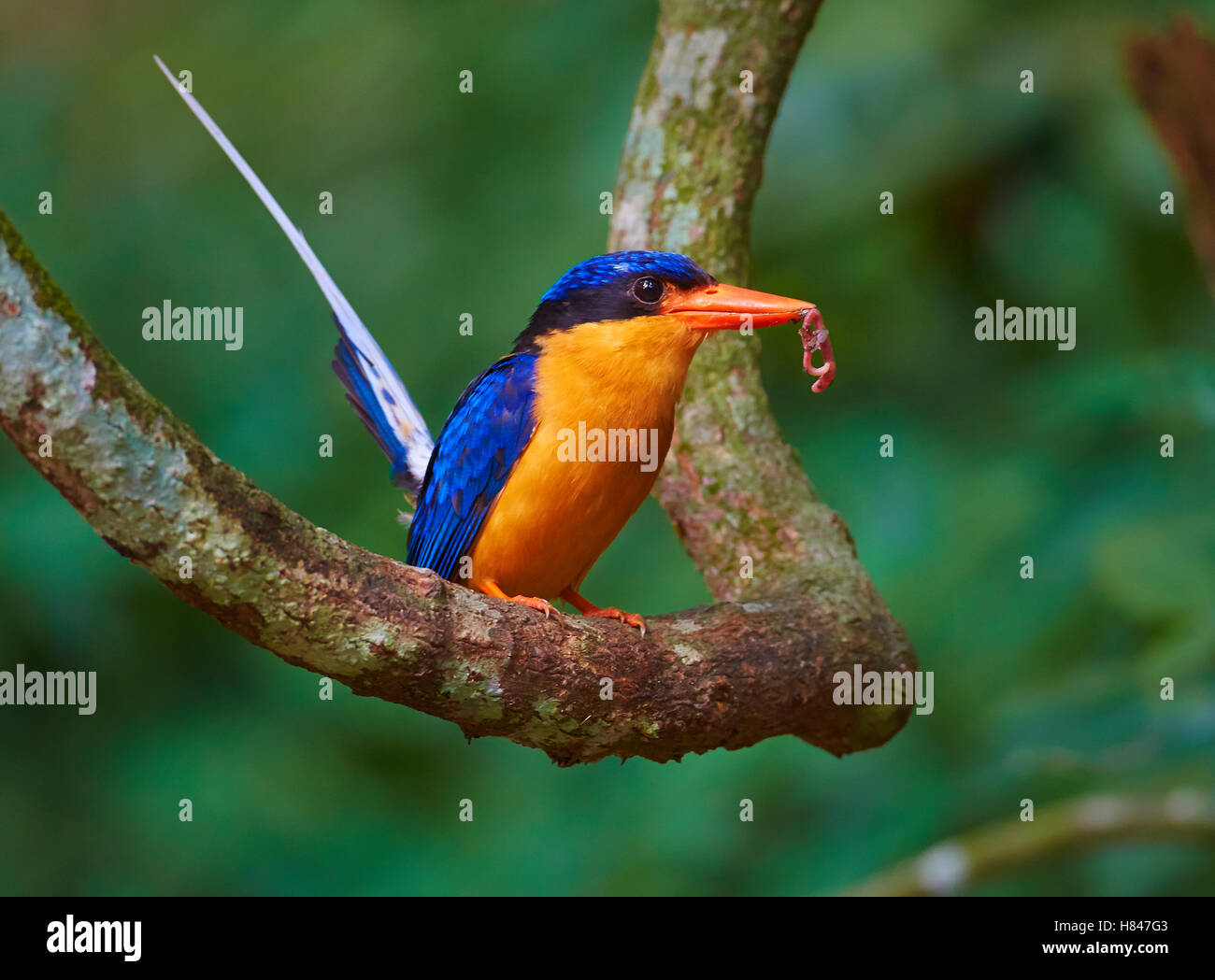 Buff-breasted Paradise-Kingfisher (Tanysiptera sylvia) with worm prey ...