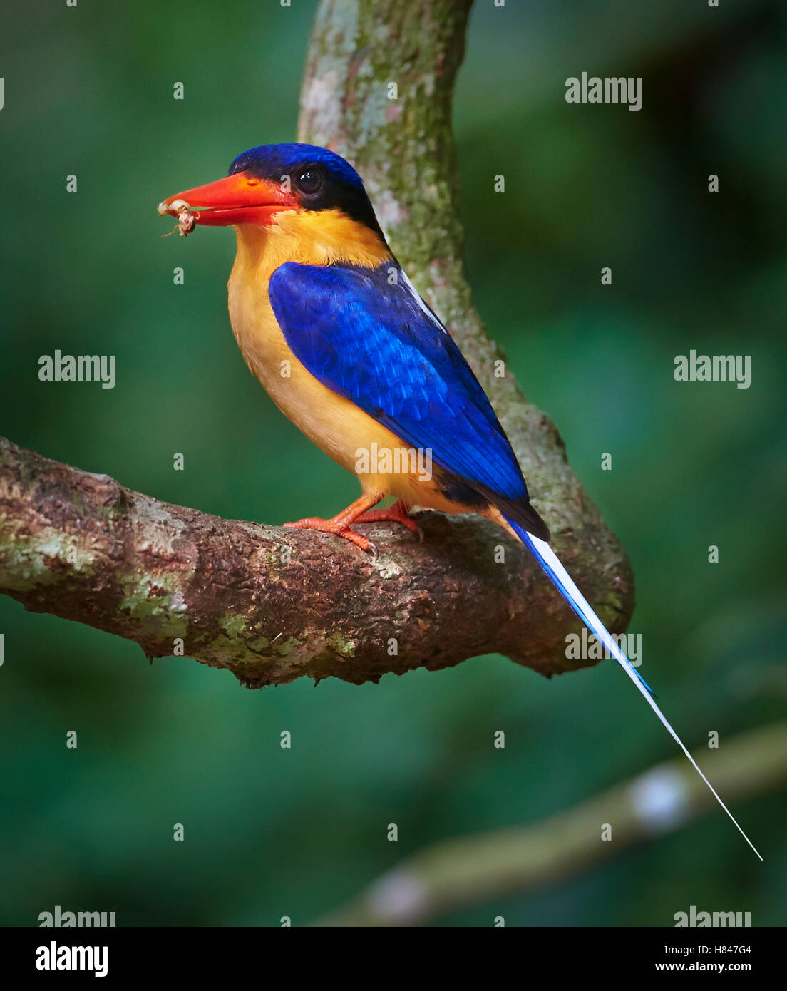 Buff-breasted Paradise-Kingfisher (Tanysiptera sylvia) with ant prey ...