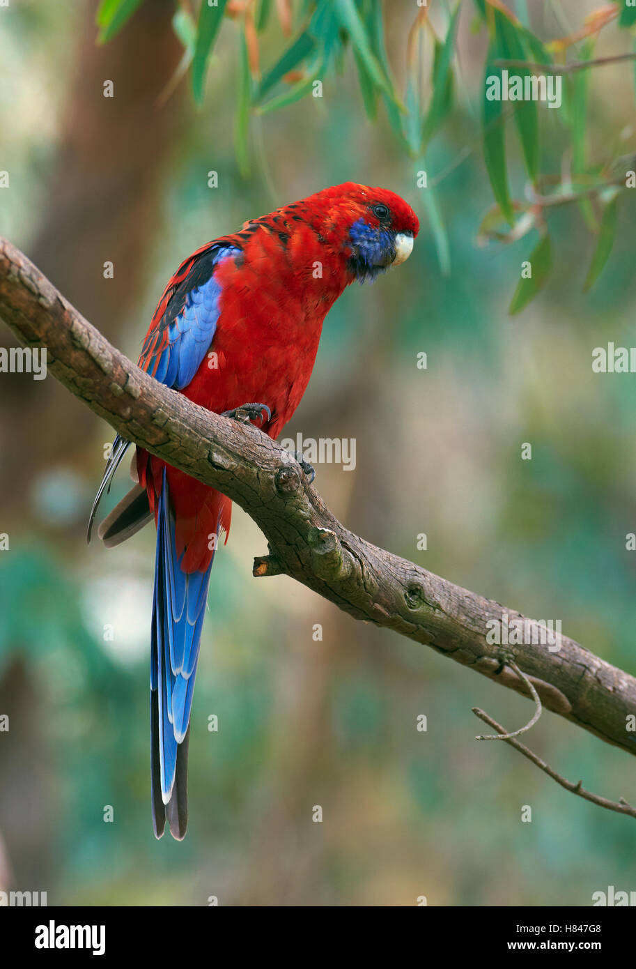 Crimson Rosella (Platycercus elegans) parrot, Canberra, Australia Stock ...