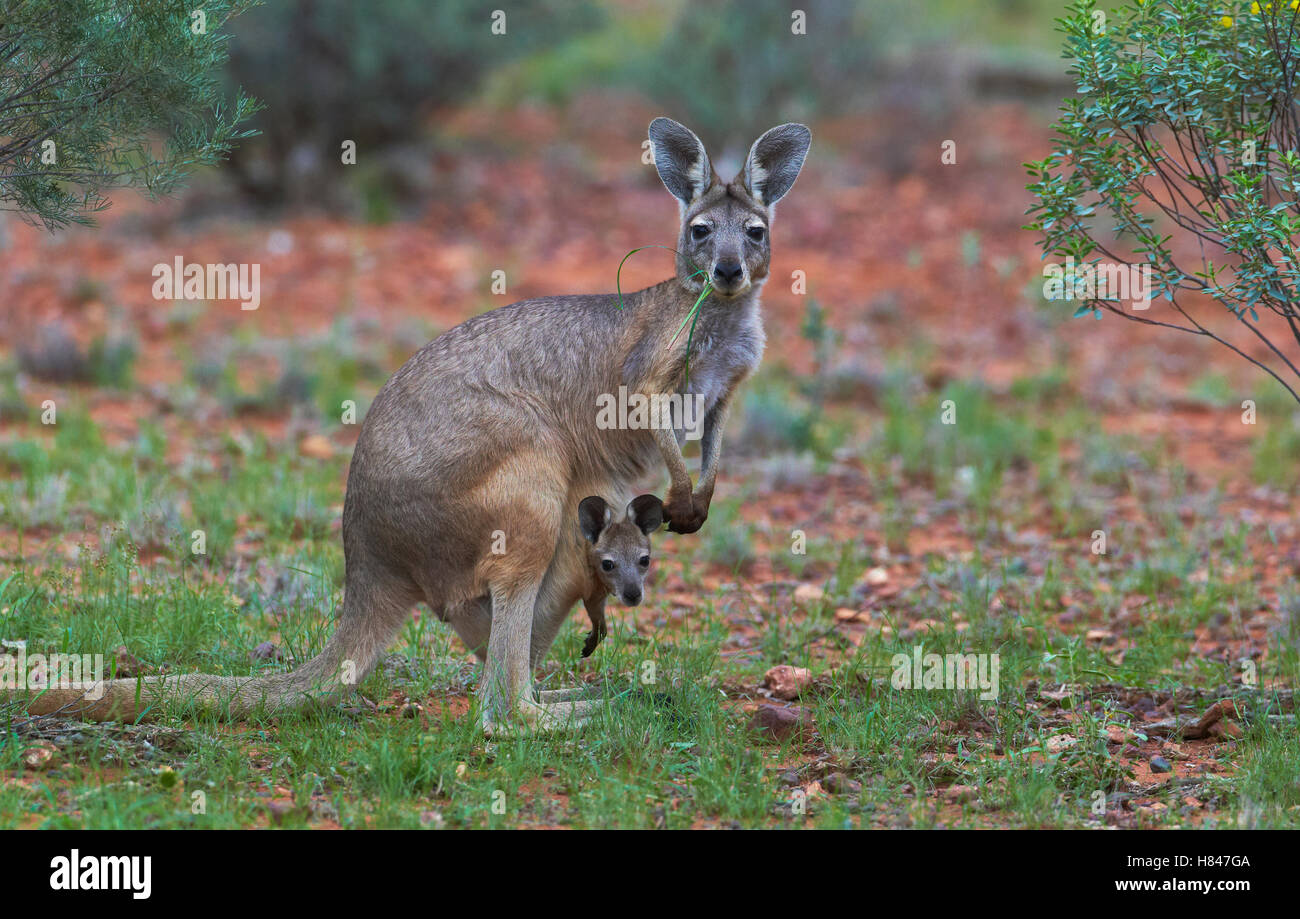 Wallaroo (Macropus robustus) mother and joey, Cunnamulla, Queensland ...