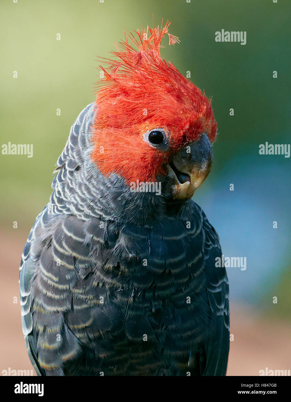 Gang gang Cockatoo Callocephalon Fimbriatum Male Canberra Australia gang-gang-cockatoo-callocephalon-fimbriatum-male-canberra-australia